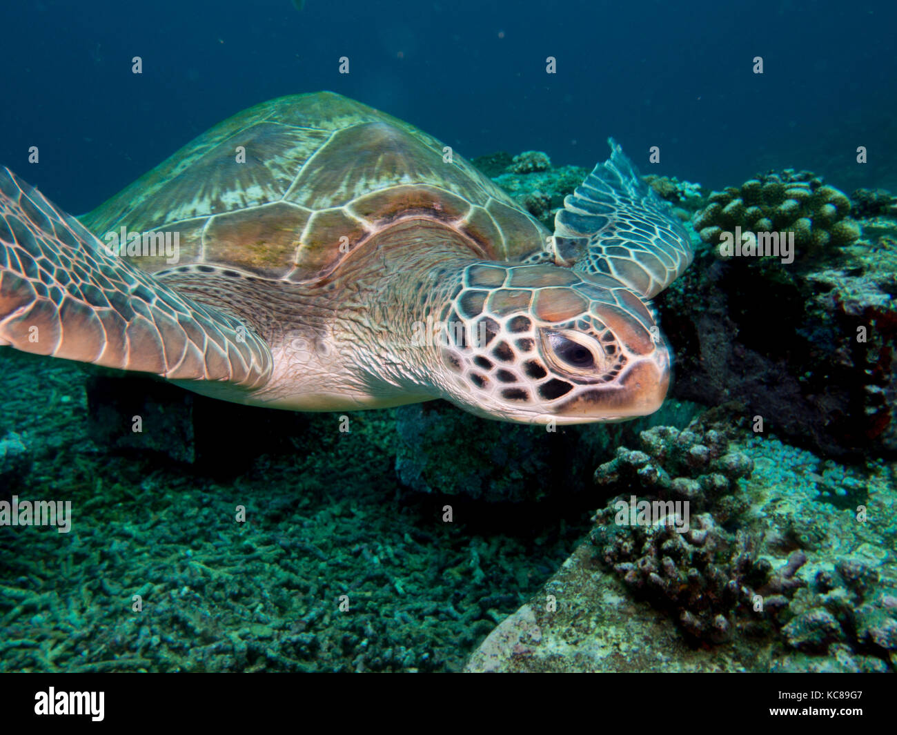 Green sea turtle art hi-res stock photography and images - Alamy