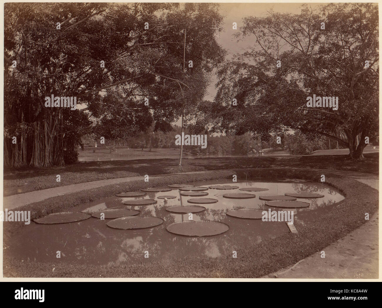 Victoria Regia at Botanical Garden, Udaipur, Unknown, 1860s–70s Stock ...