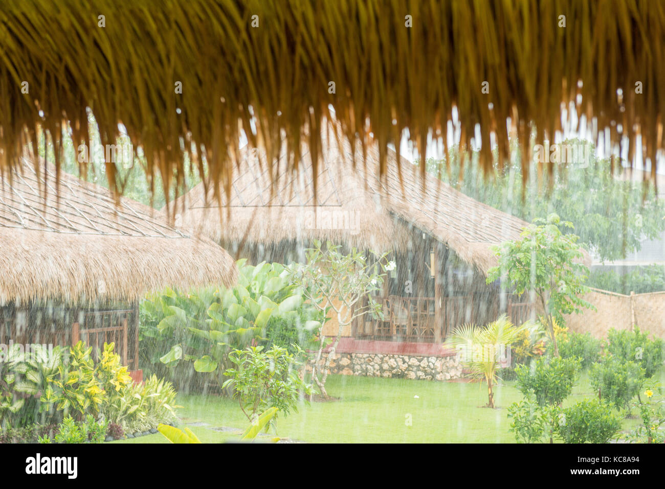 Pouring tropical rain Stock Photo - Alamy