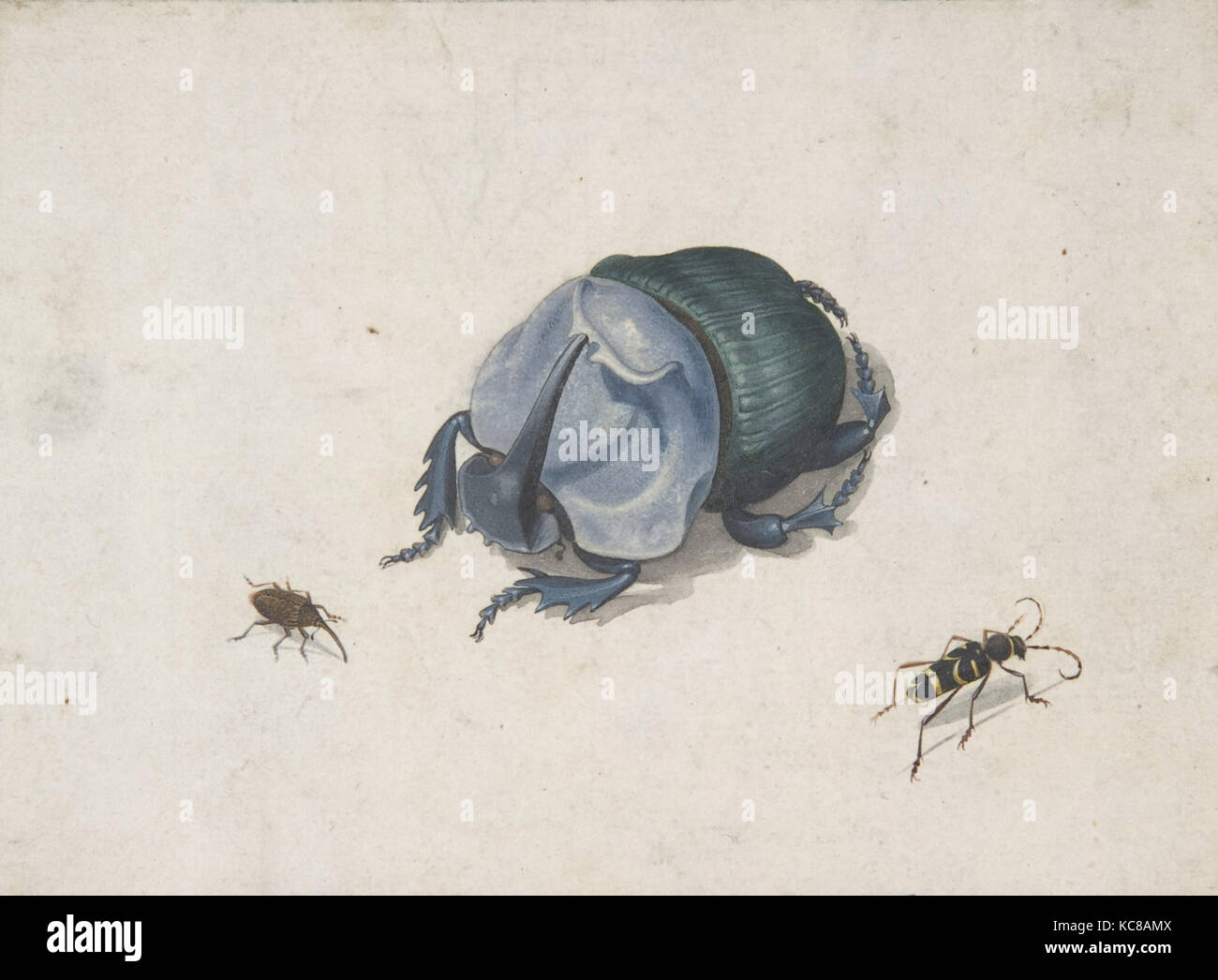 Studies of a Blue Beetle and Insects, Anonymous, Dutch, 17th century ...