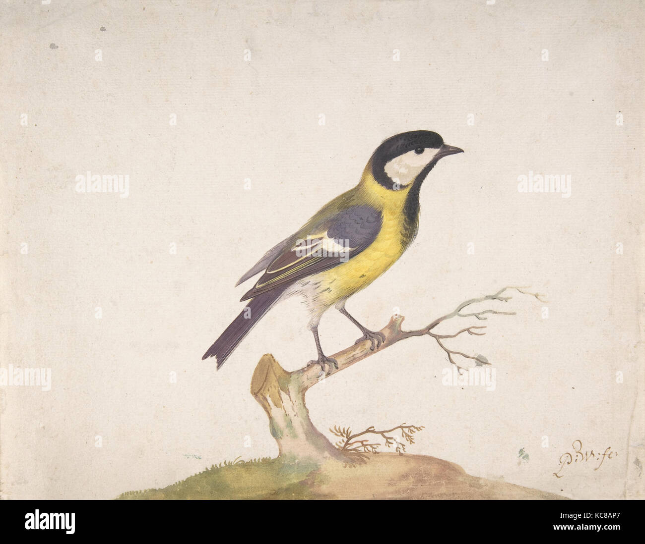 Great Titmouse High Resolution Stock Photography and Images - Alamy