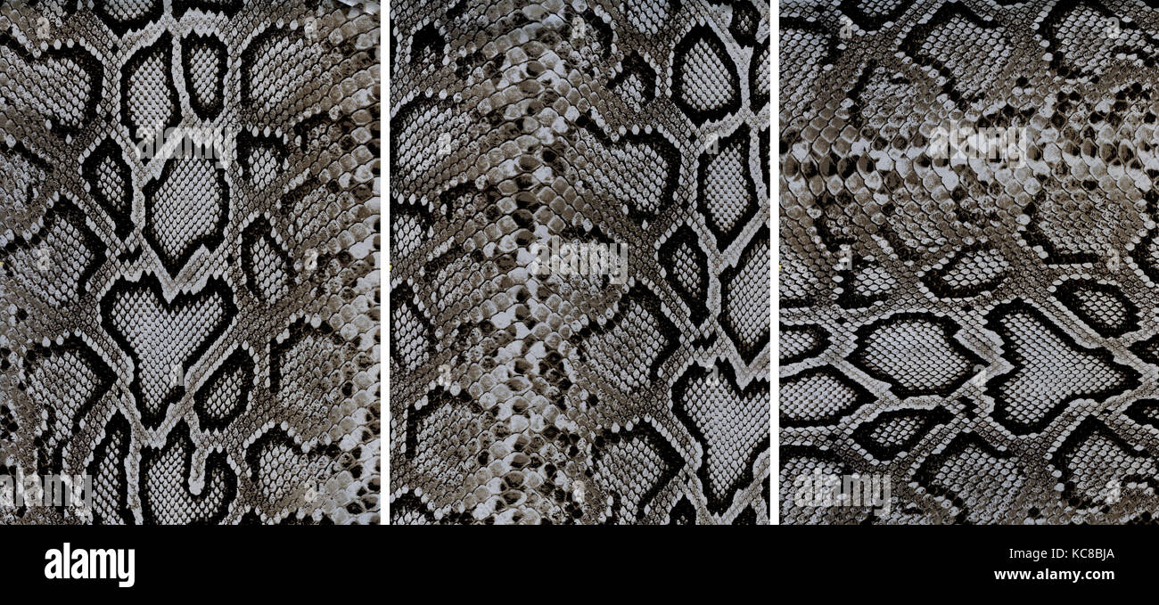 Set of snakeskin leather textures closeup for background Stock Photo ...