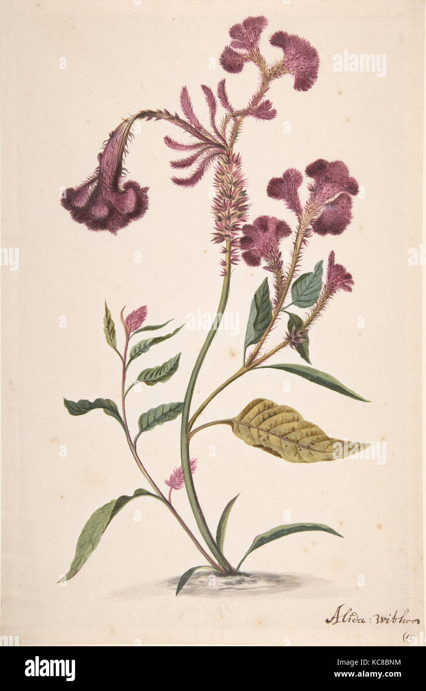 Hanekam hi-res stock photography and images - Alamy