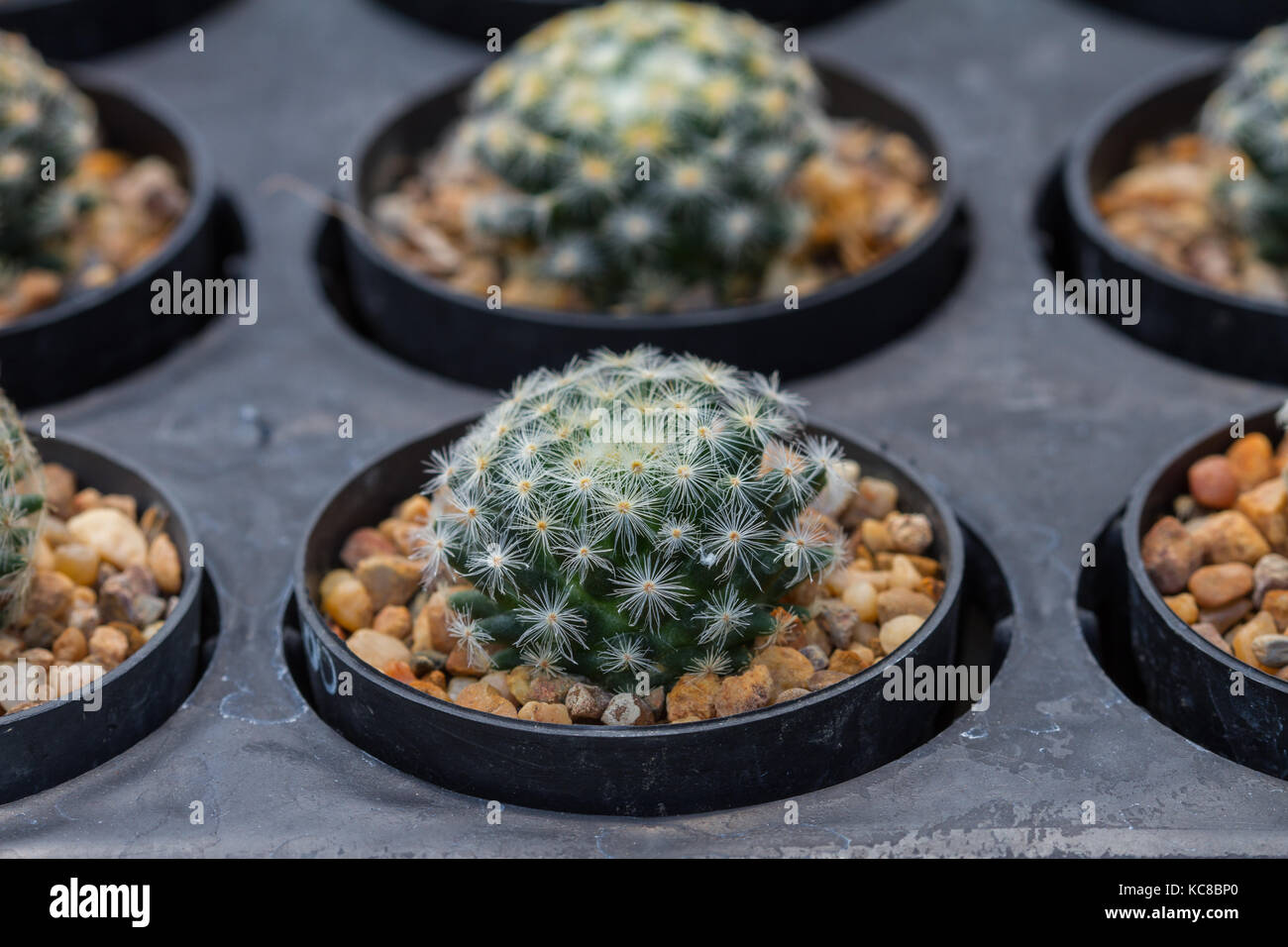 Close up cactus plants in garden, selective focus Stock Photo - Alamy