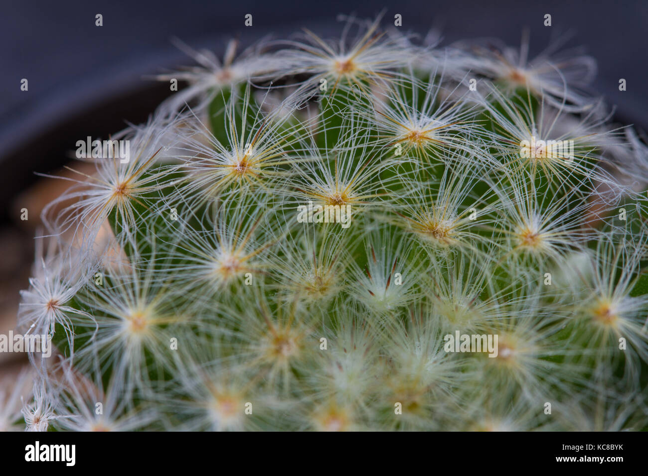 Close up cactus plants in garden, selective focus Stock Photo - Alamy