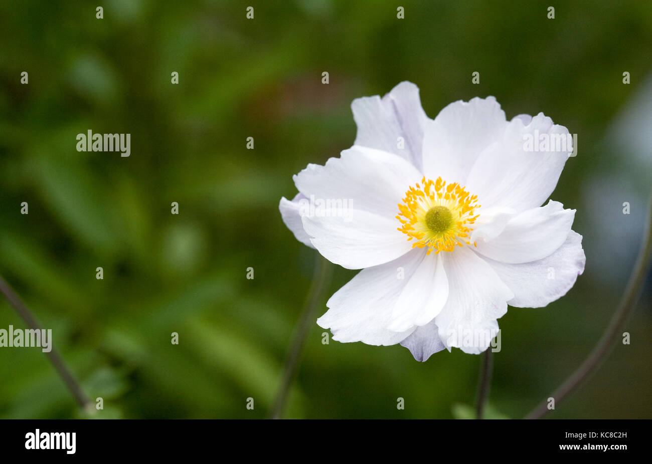 Swan flower hi-res stock photography and images - Alamy