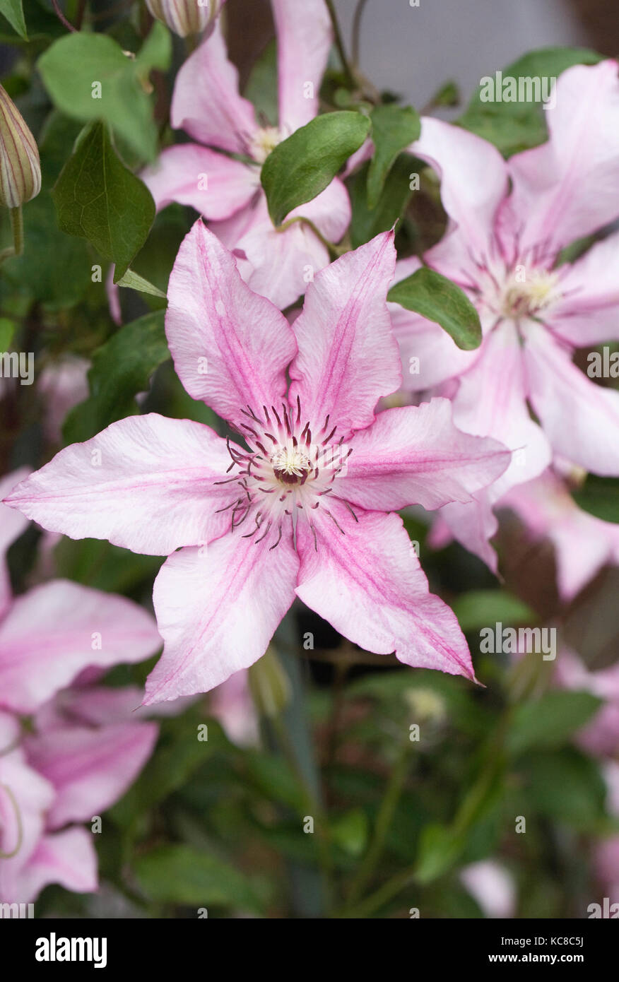 Clematis 'Isabella' flowers Stock Photo - Alamy