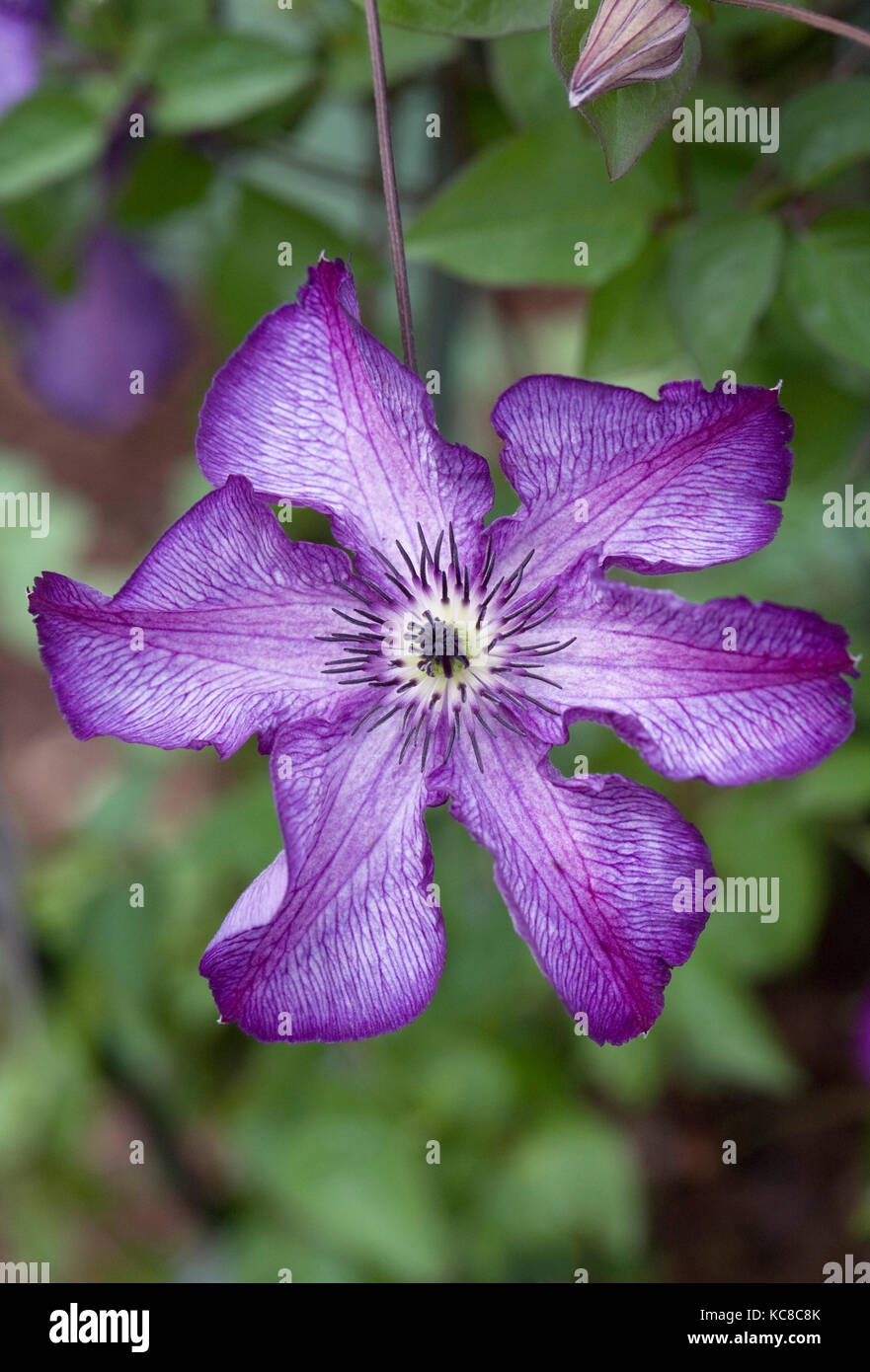 Clematis viticella 'Supernova' flower Stock Photo - Alamy