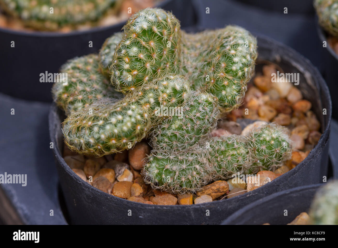 Close up cactus plants in garden, selective focus Stock Photo - Alamy