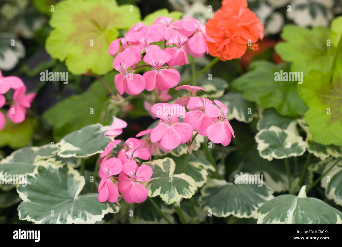 Pelargoniums hi-res stock photography and images - Alamy