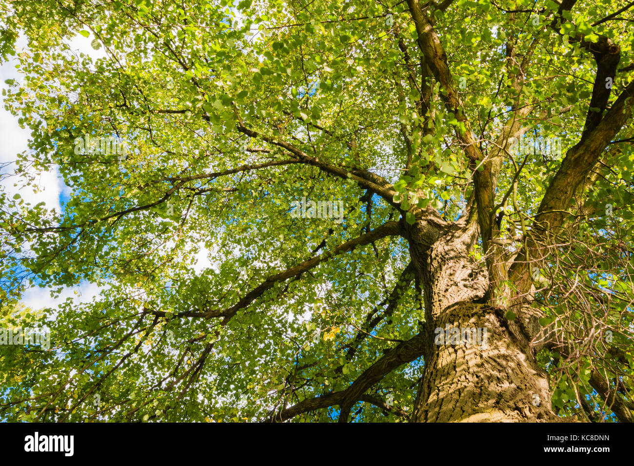 Close-up view of the old and big tree, from down to the treetop with ...