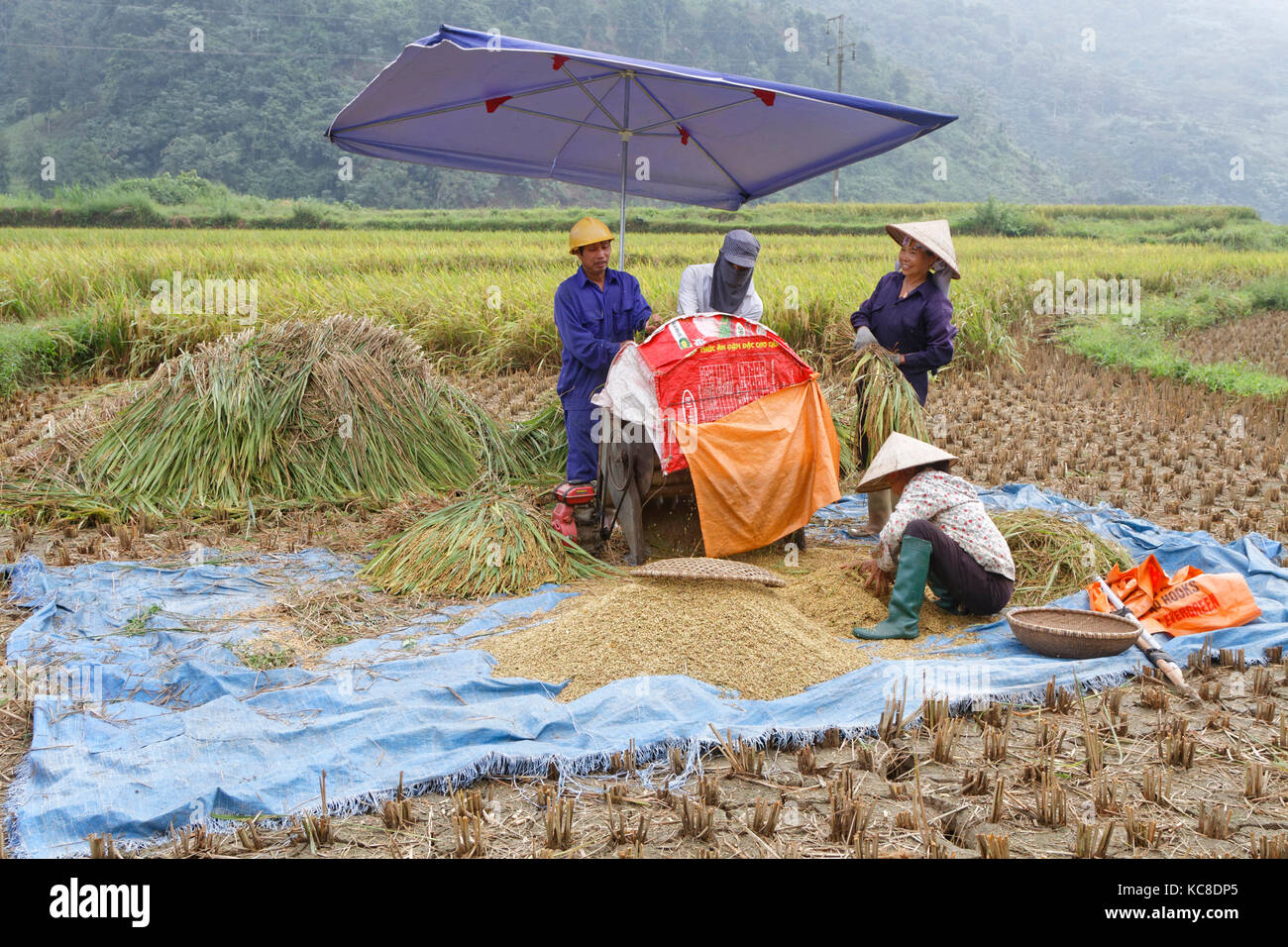 LAO CAI, VIETNAM, October 24, 2016 : Farmers proceed to the harvest of ...