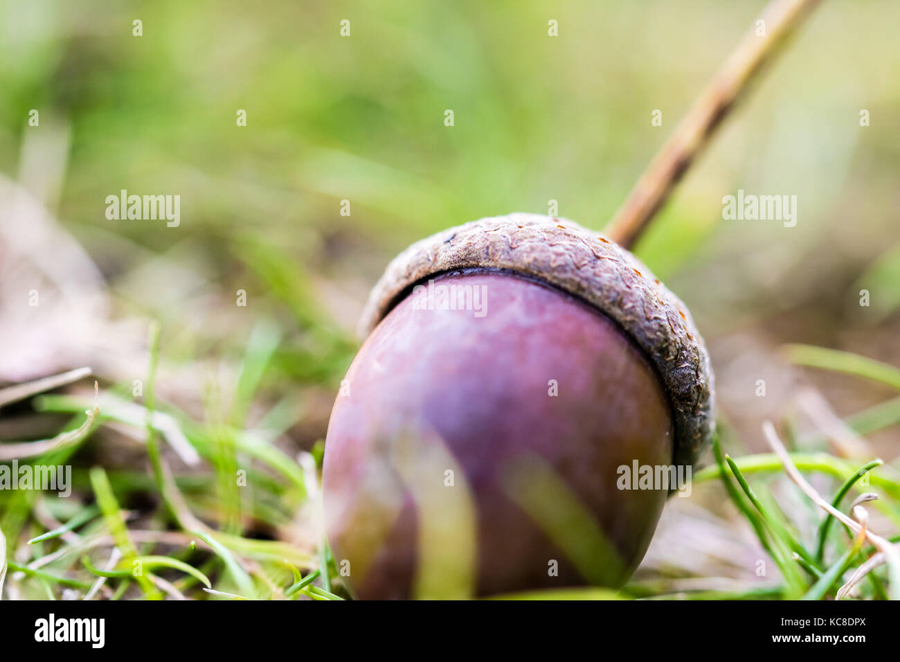 Close-up brown ripe acorn on the ground, macrophotography. Shallow ...