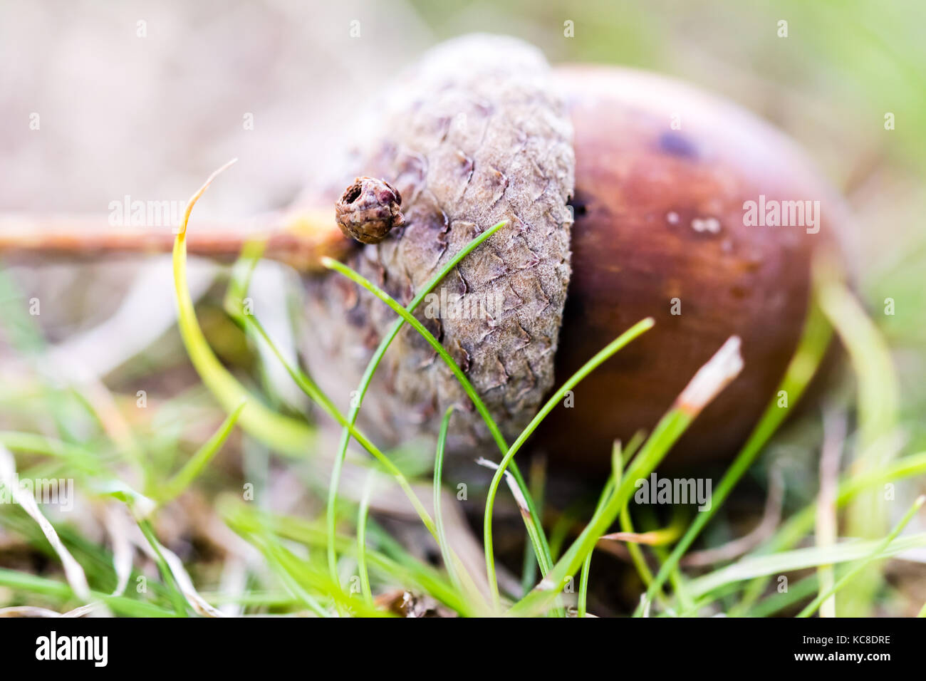 Close-up brown ripe acorn on the ground, macrophotography. Shallow ...