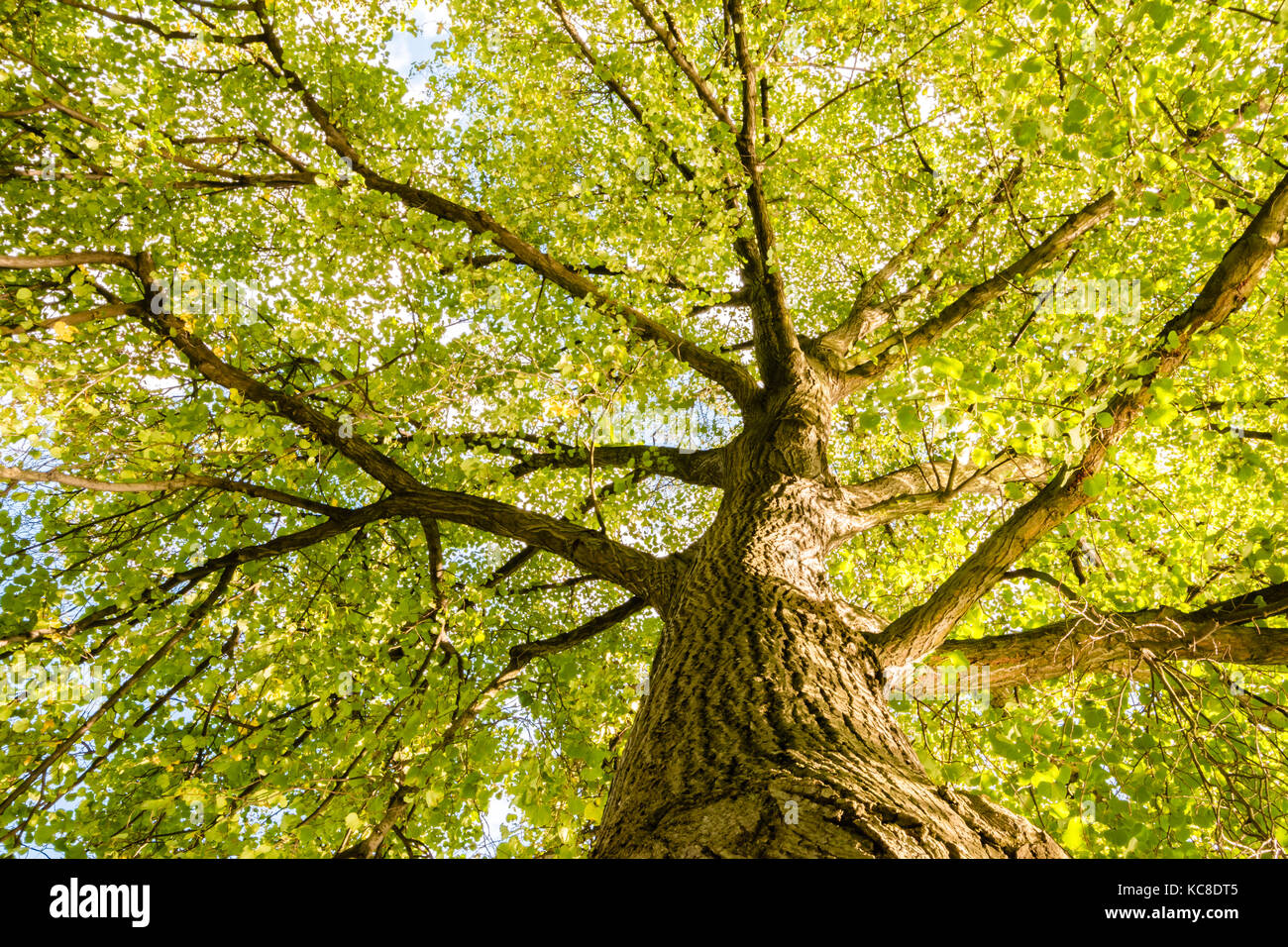 Close-up view of the old and big tree, from down to the treetop with ...
