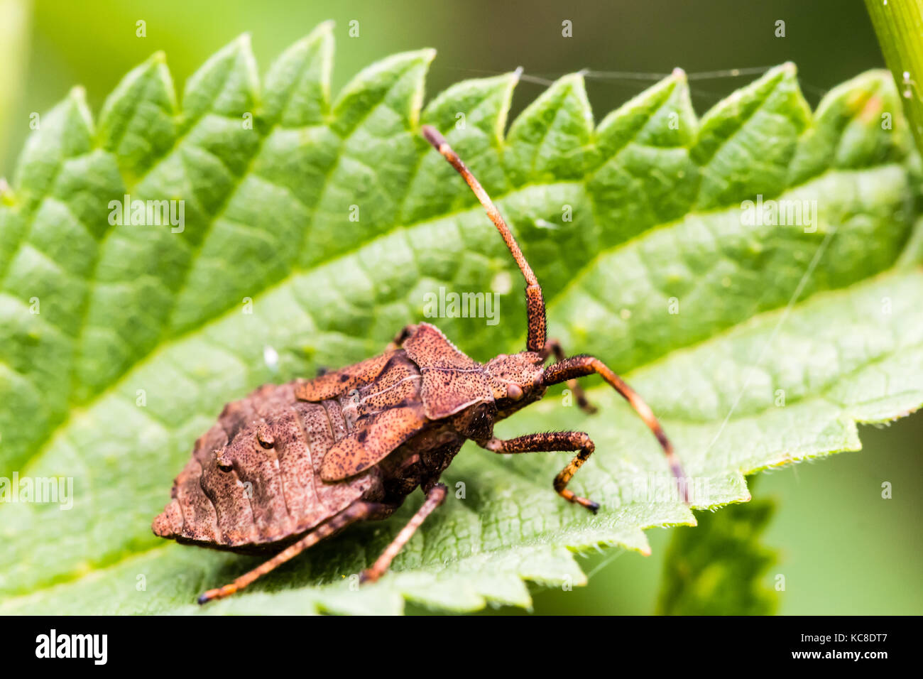 Small brown bug creeps on green leaf. Big antennas. Macrophotography ...