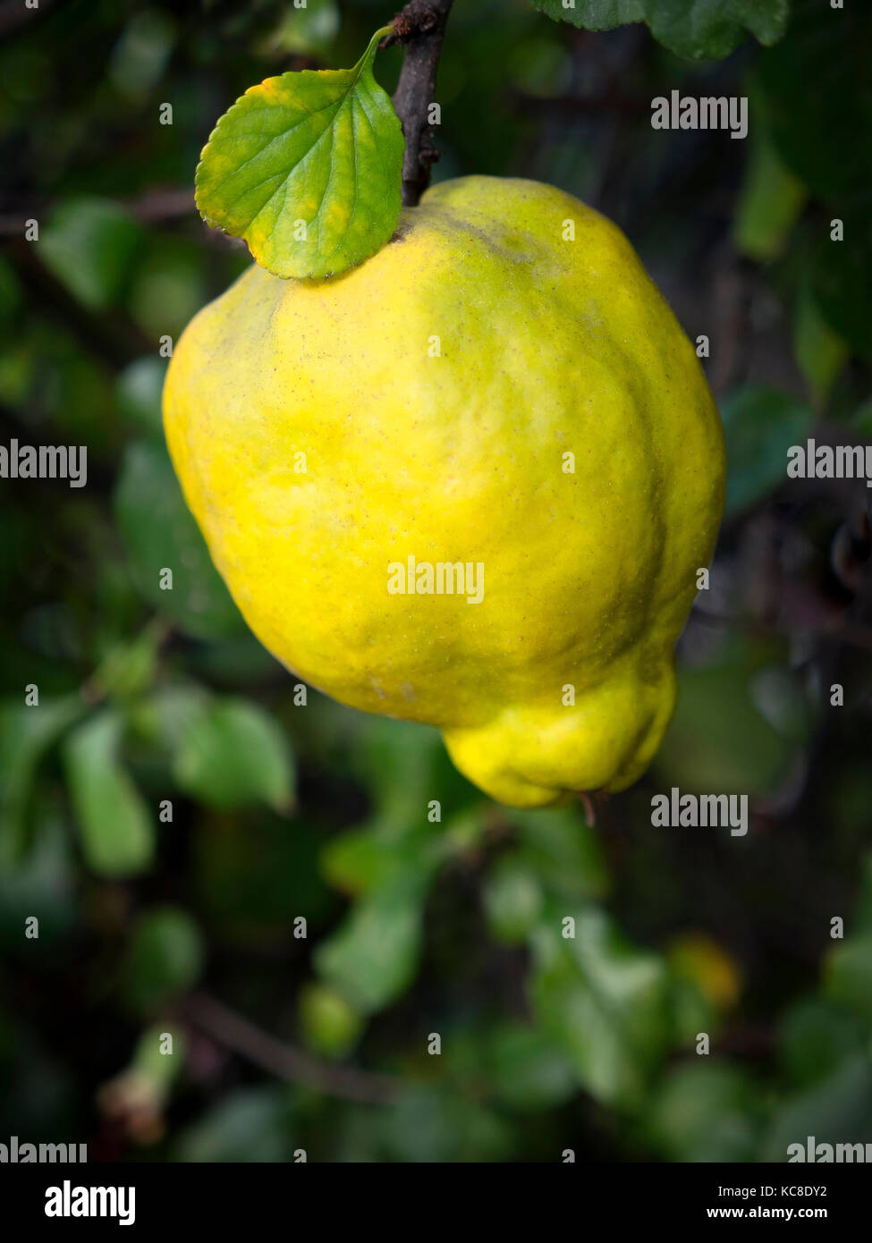 Floweing quince fruit hi-res stock photography and images - Alamy