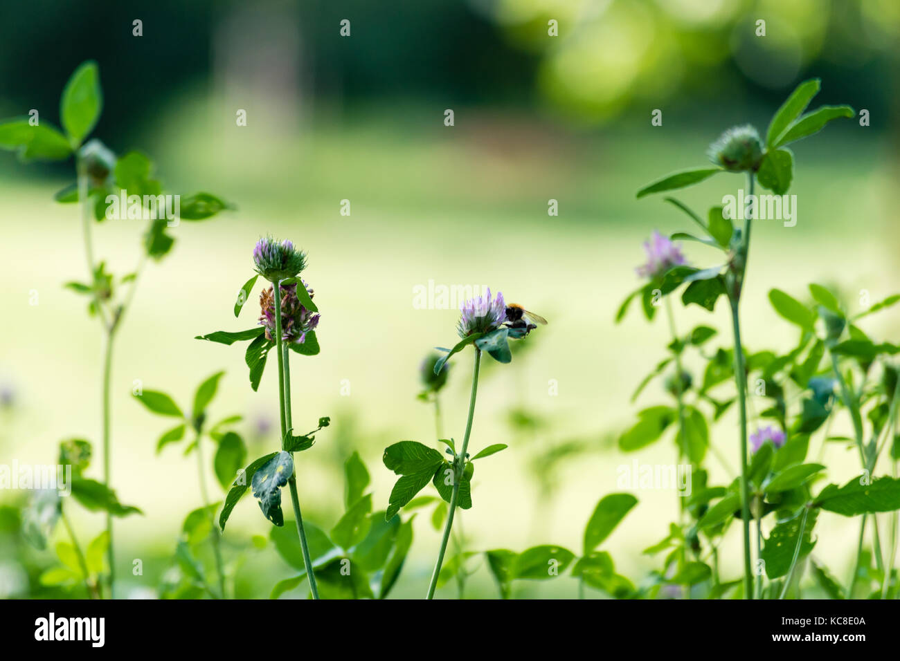 Green fresh shamrock with purple bloom. Green meadow on blurry ...