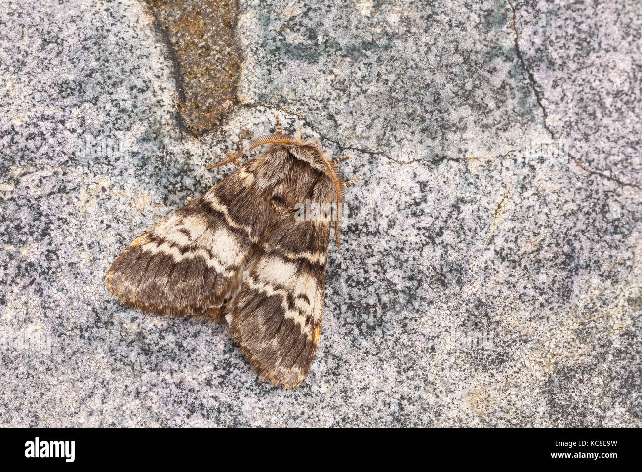Lunar Marbled Brown moth, Drymonia ruficornis, Monmouthshire, April ...