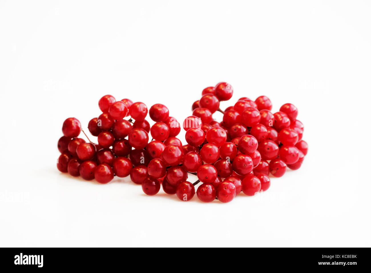 Branches of viburnum viburnum opulus berries without leaves isolated on ...