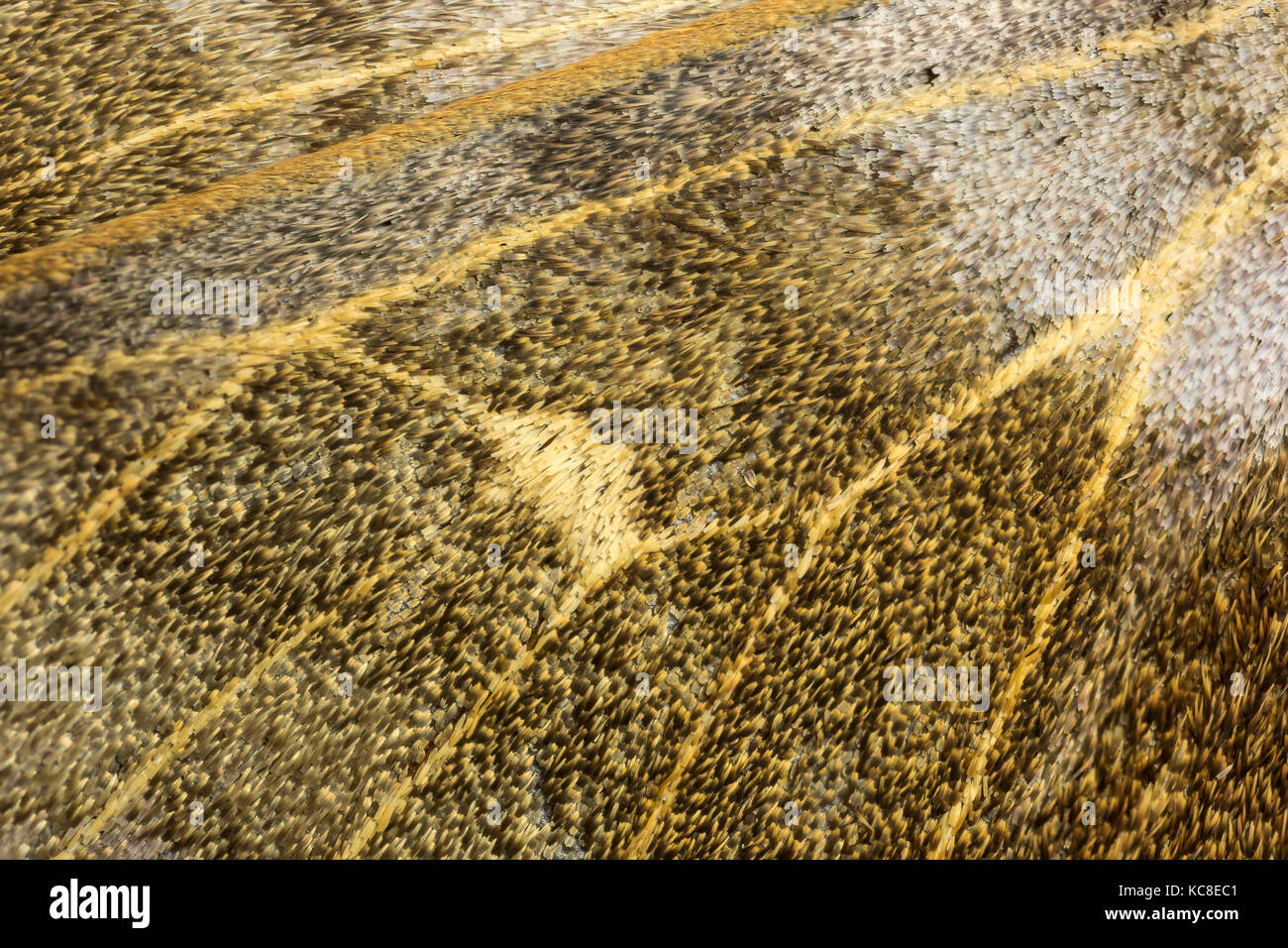 Family sphingidae hi-res stock photography and images - Alamy