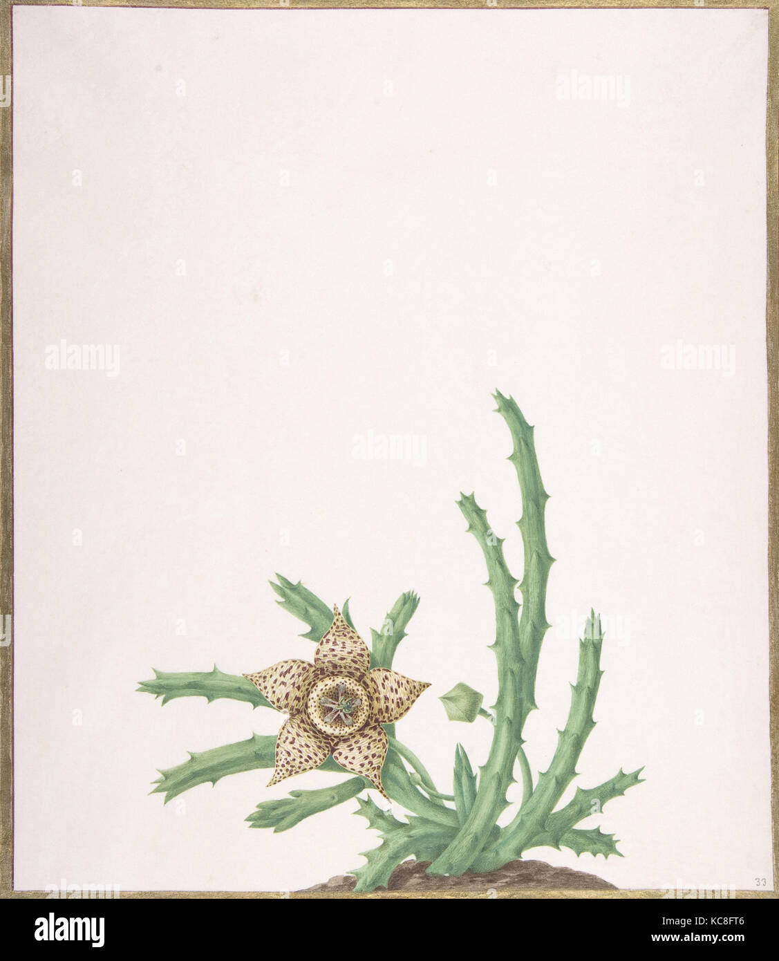 A Stapelia Variegata, 17th century, Watercolor and gouache on vellum ...