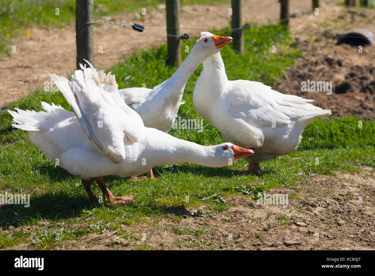 Geese, Goose, agressive, confrontational, angry, dispaly, chase, duck ...