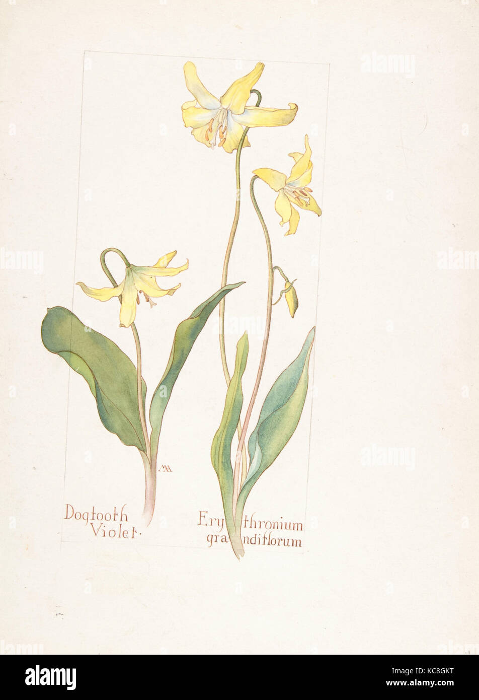 Dogtooth Violet, Erythromium grandiflorum, Margaret Neilson Armstrong ...