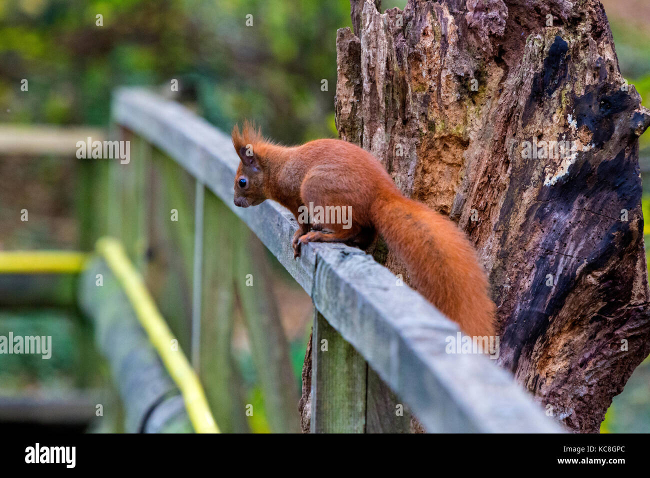 Hide, Bird, Adgeston, Isle of Wight "Squirrel, European Red, (Sciuridae ...