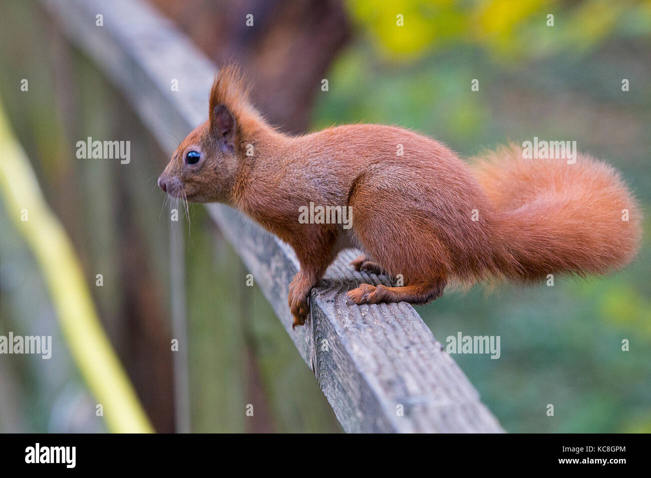 Acrobat bird hi-res stock photography and images - Alamy