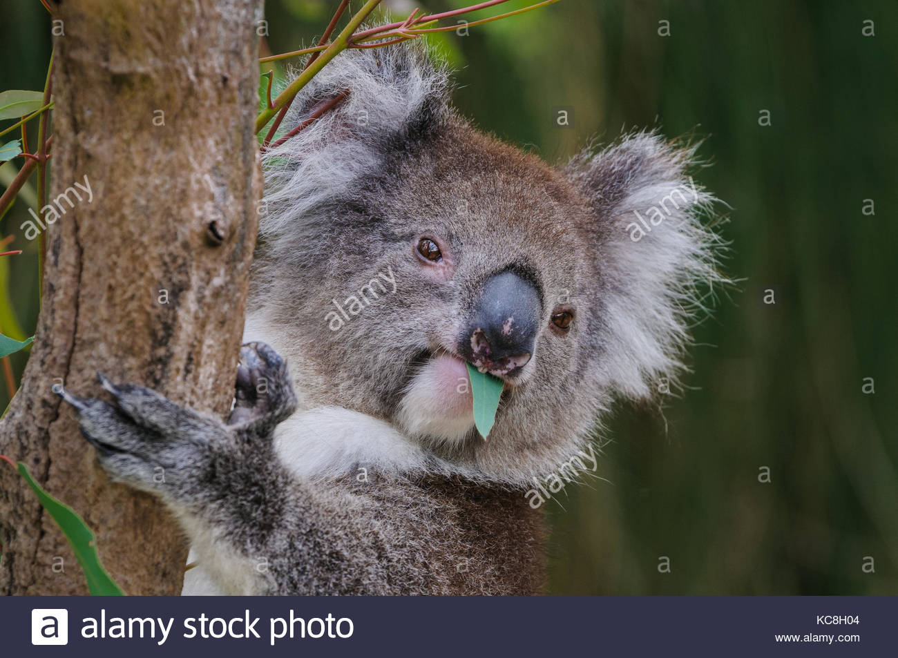 Koala Bear Hanging In Eucalyptus Tree High Resolution Stock Photography ...