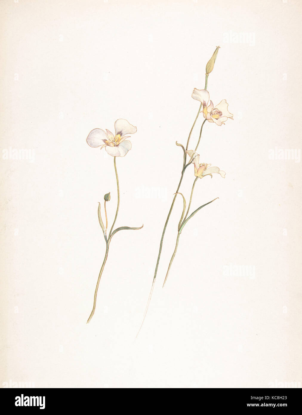 Sego lilies hi-res stock photography and images - Alamy