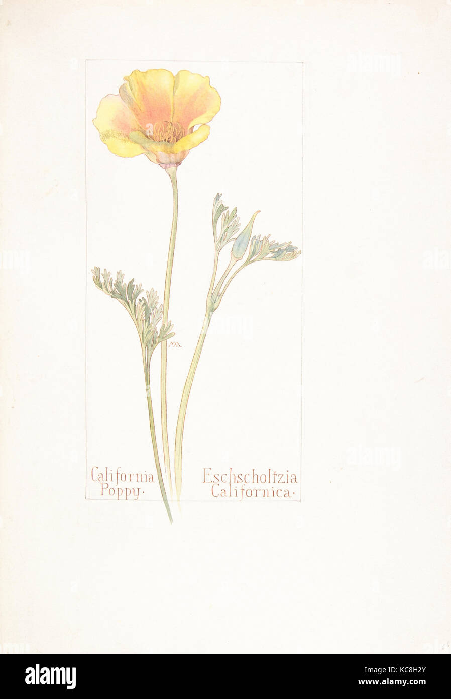 California Poppy, Eschscholtzia Californica, Margaret Neilson Armstrong ...