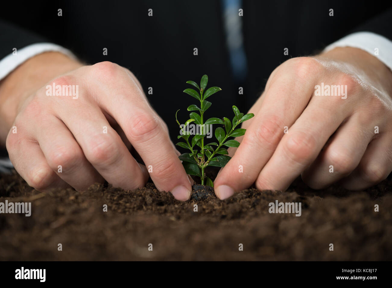 Close-up Of Person Hand Planting Small Tree On Ground Stock Photo - Alamy