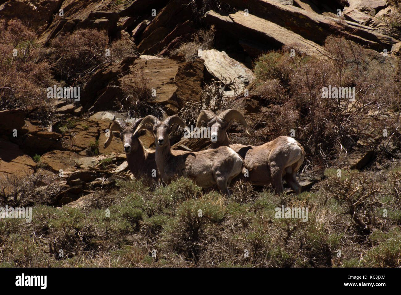 Bighorn Sheep stare down in the White Mountains California Stock Photo ...