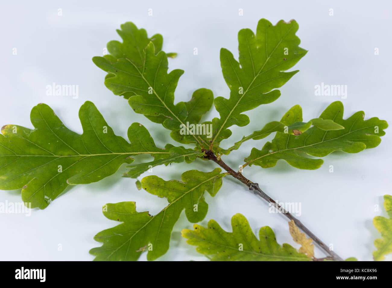 Branch with green leaves of oak isolated on white background Stock ...