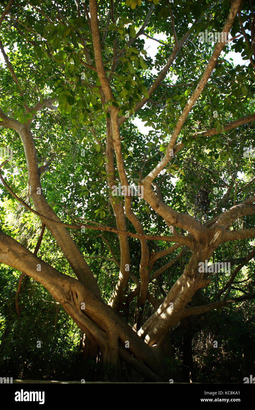 Tree in Tulum Mexico Stock Photo - Alamy