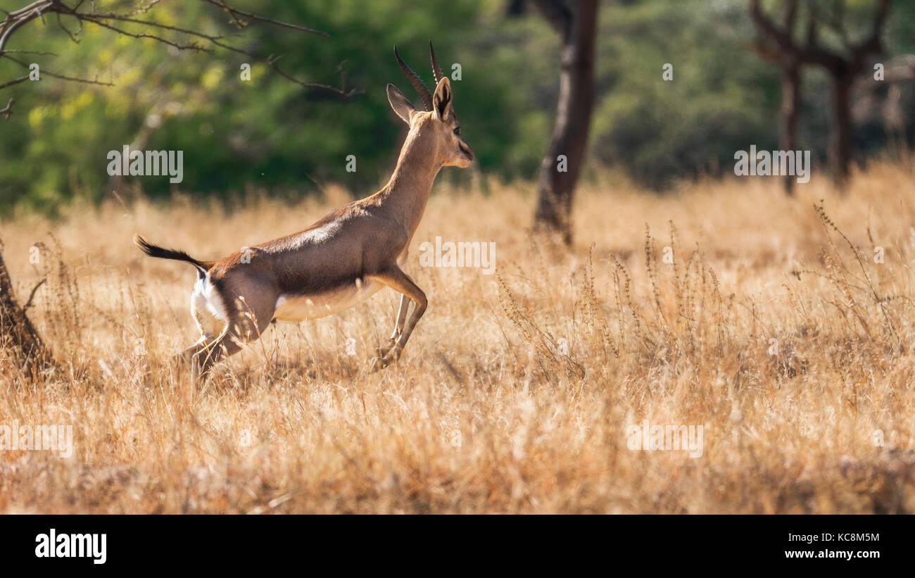 Deer jumping hi-res stock photography and images - Alamy