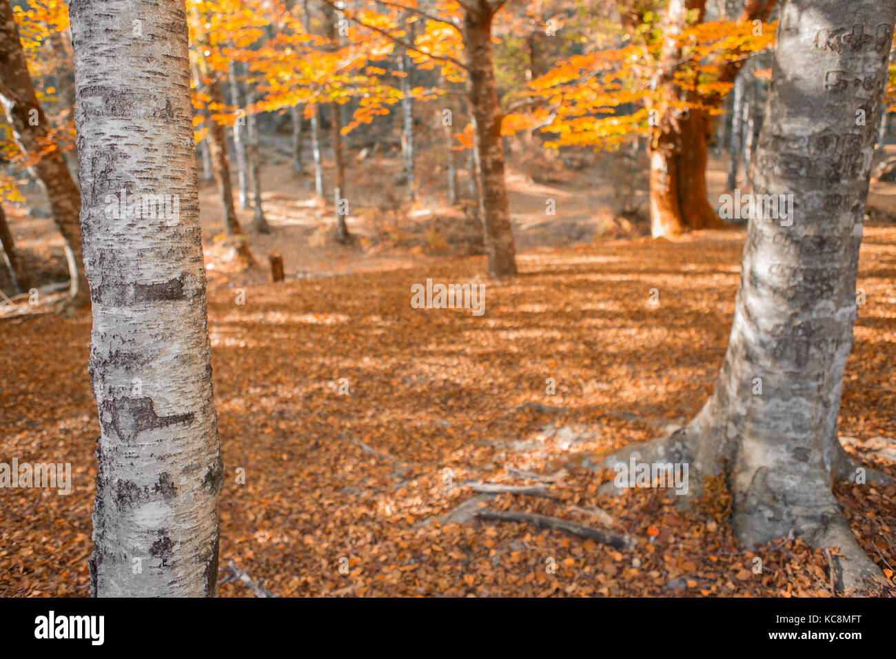 Autumn forest at Mata da Albergaria, Geres National Park, Portugal ...