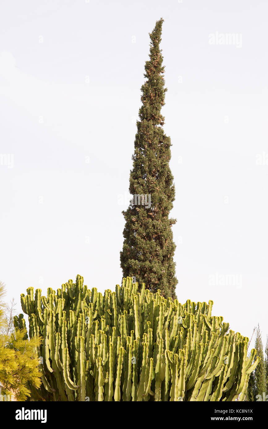 Plants and trees growing in a garden Stock Photo - Alamy