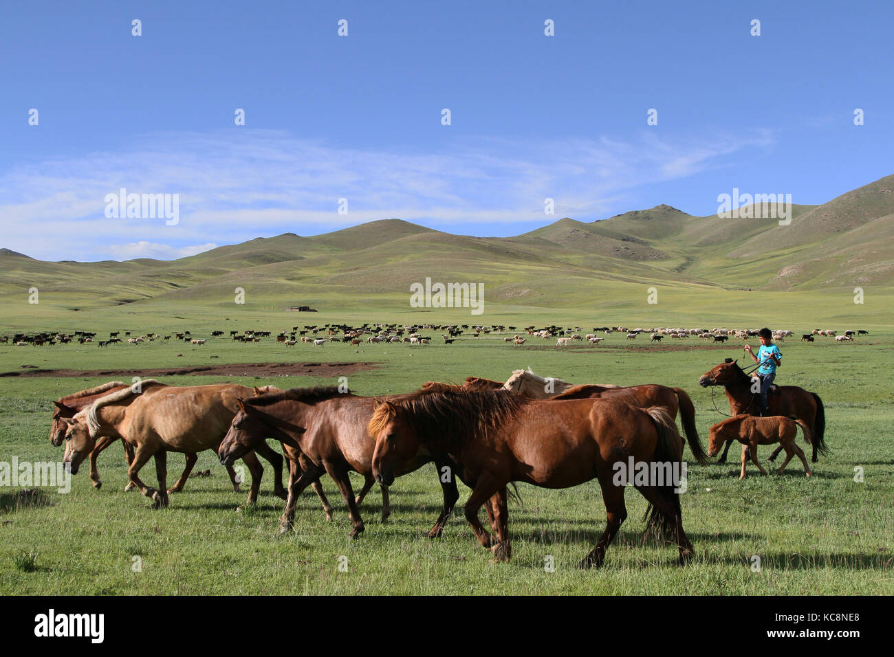 Breeder and his herd on the steppe. BAT-ULZII, MONGOLIA, JULY, 11 - A ...