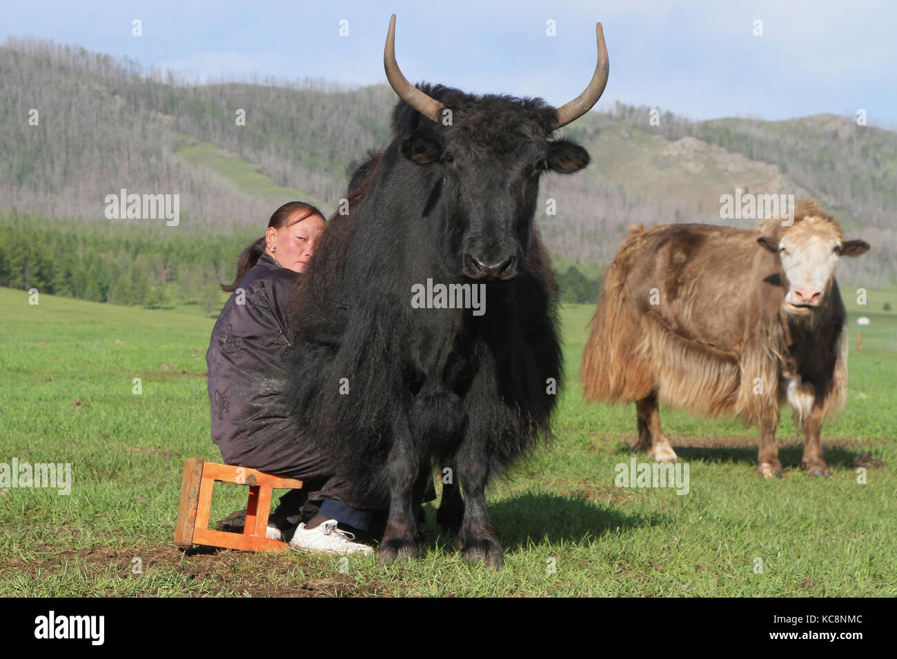 BAT-ULZII, MONGOLIA, July 15, 2013 : women organize the milking of the ...