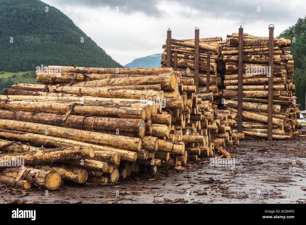 Wood of round timber stacked in a pile at the sawmill Stock Photo - Alamy