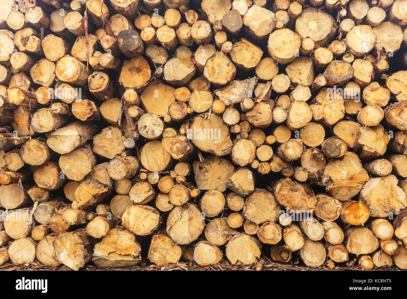 Wood of round timber stacked in a pile at the sawmill. Close-up ...