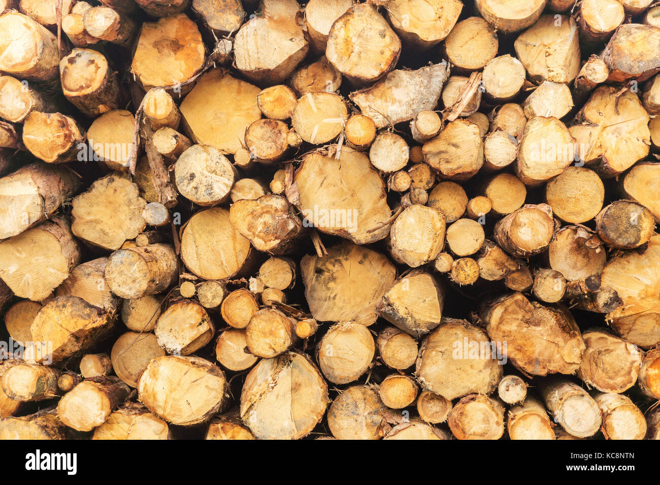 Wood of round timber stacked in a pile at the sawmill. Close-up ...