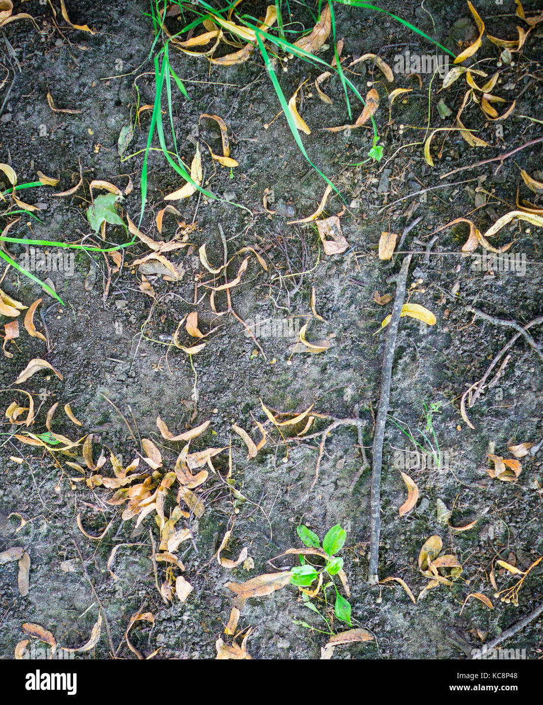 autumn ground with leaves and seeds. background, texture Stock Photo ...