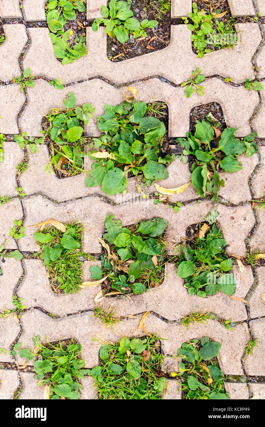 Grass paving block hi-res stock photography and images - Alamy
