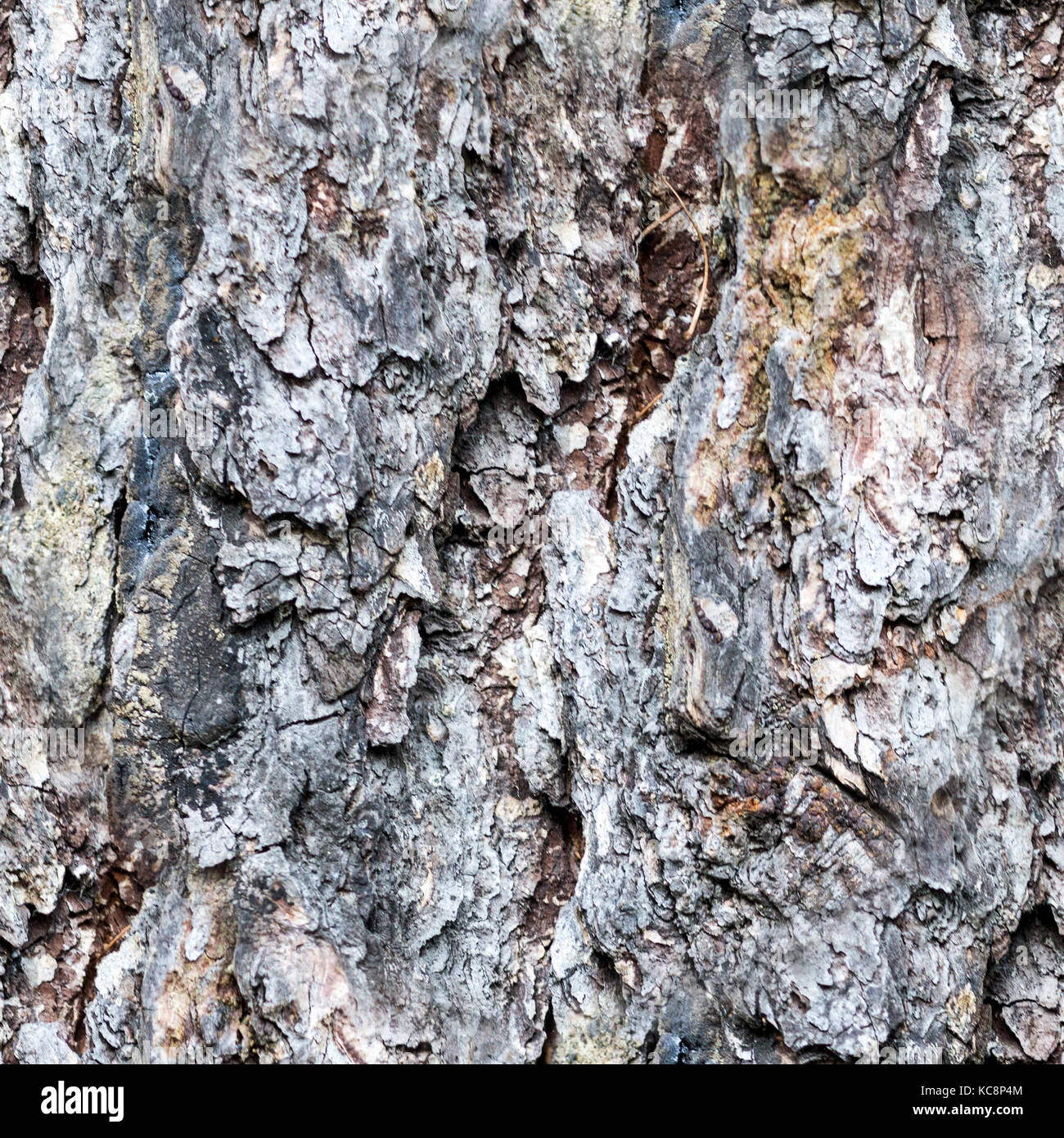 gray tree bark texture of a pine trunk. closeup, texture, background ...