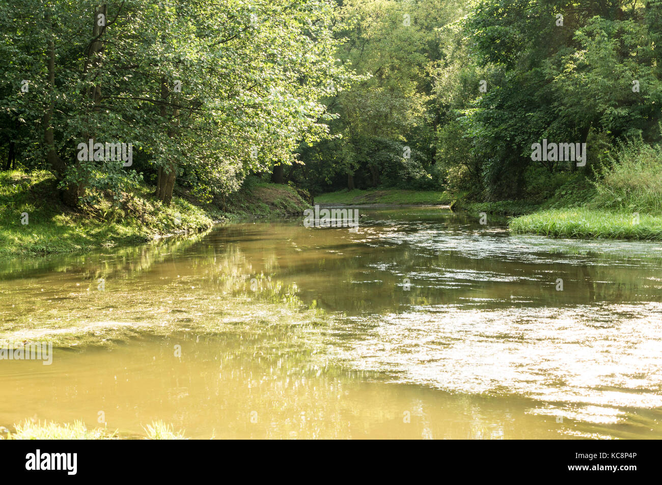 marshy river in the summer forest. nature, background Stock Photo - Alamy