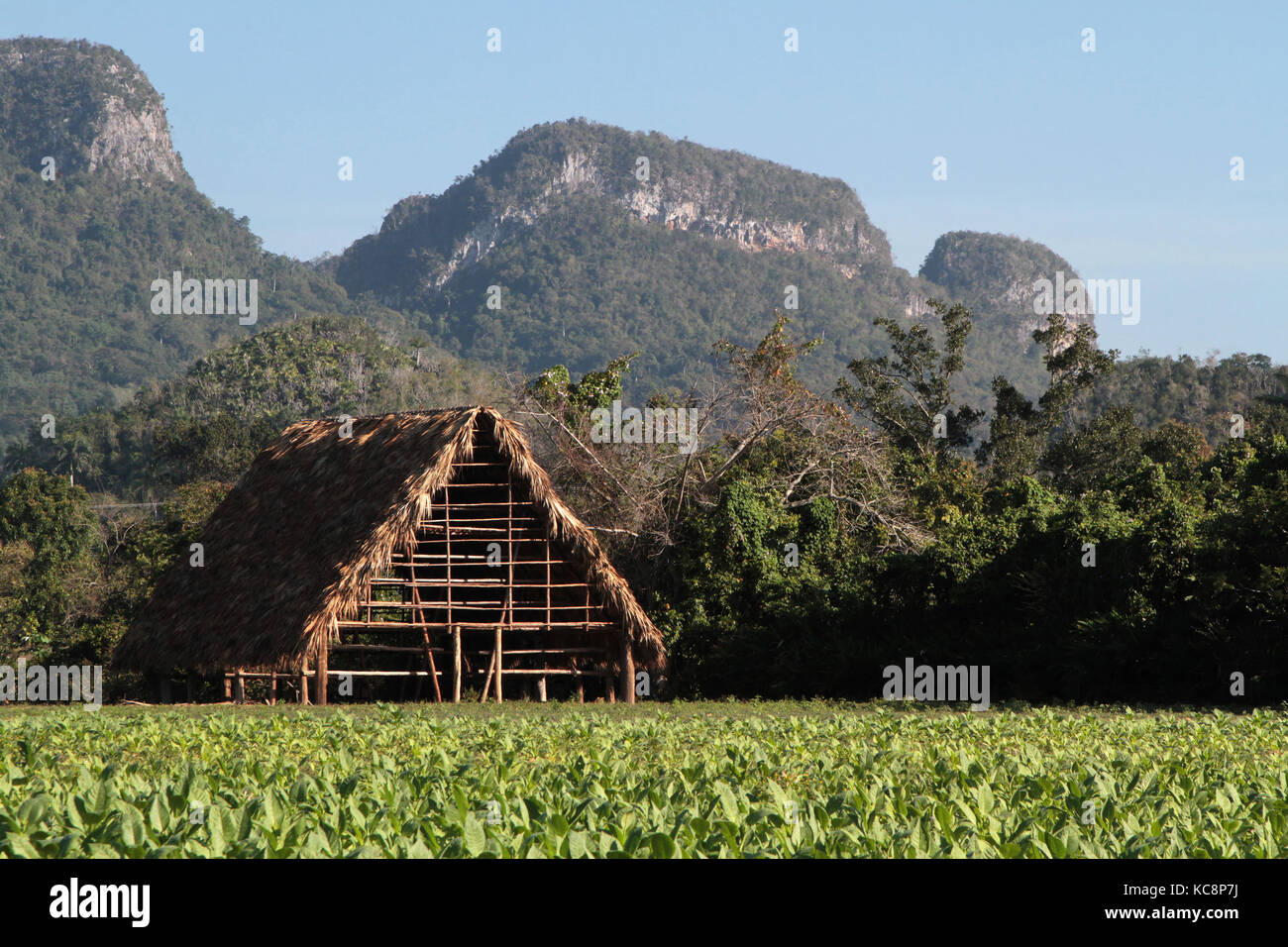 Tobacco drying shed hi-res stock photography and images - Alamy